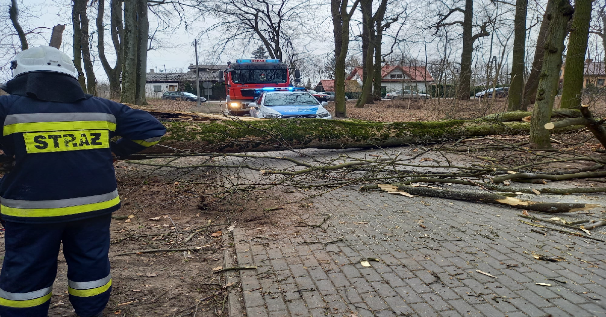 Tragiczny wypadek w Kujawsko-Pomorskiem. Konar zabił 12-latkę Tragiczny wypadek w Kujawsko-Pomorskiem. Konar zabił 12-latkę
